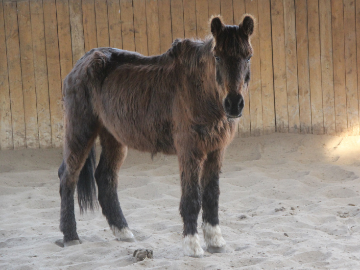 PPID/Equines Cushing-Syndrom